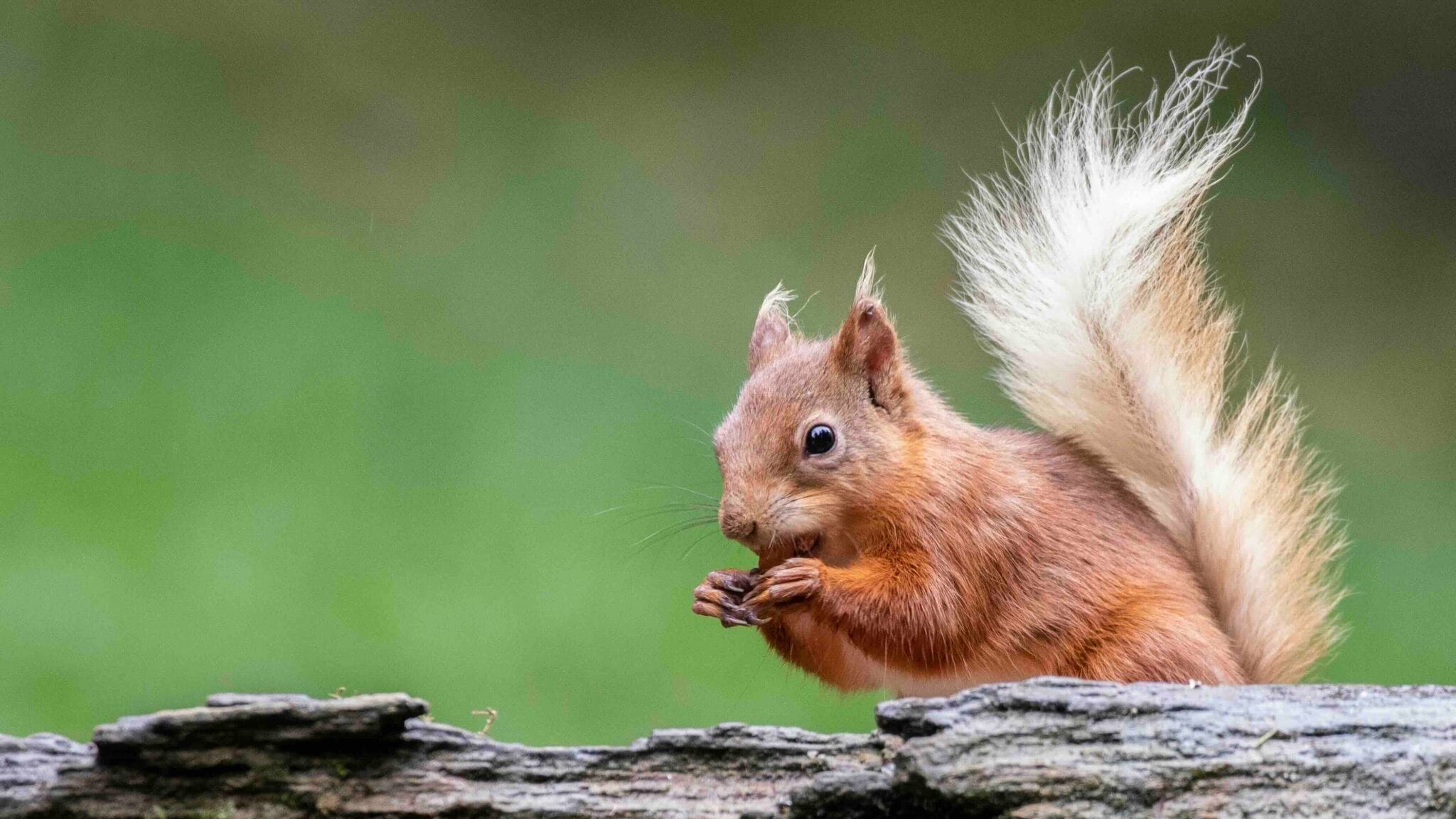 Ontario Red Squirrels: More Than Just Fuzzy Balls of Energy